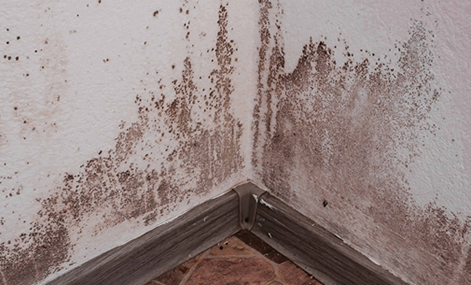 Damp Secure Damp Proofing Penetrating Damp Wood Worm Removal Condensation